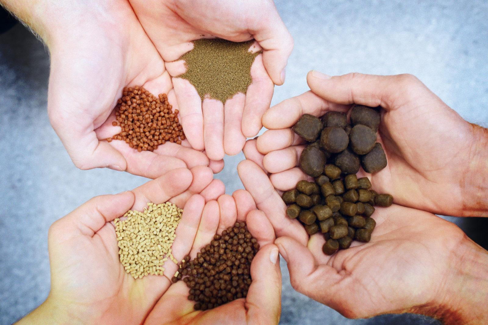 The evolution of fish feed ingredients: Emerging raw materials - AquaIMPACT