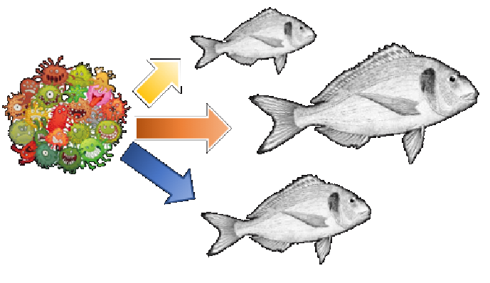EU project unveils the power of fish gut microbiota for sustainable ...