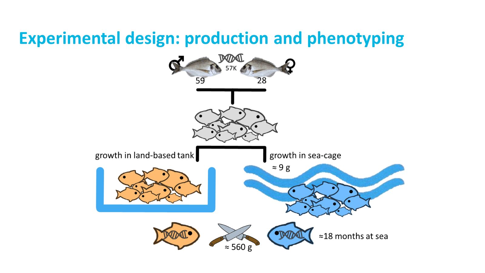 Genomic Selection Under Genotype By Environment Interaction In Gilthead Sea Bream Aquaimpact